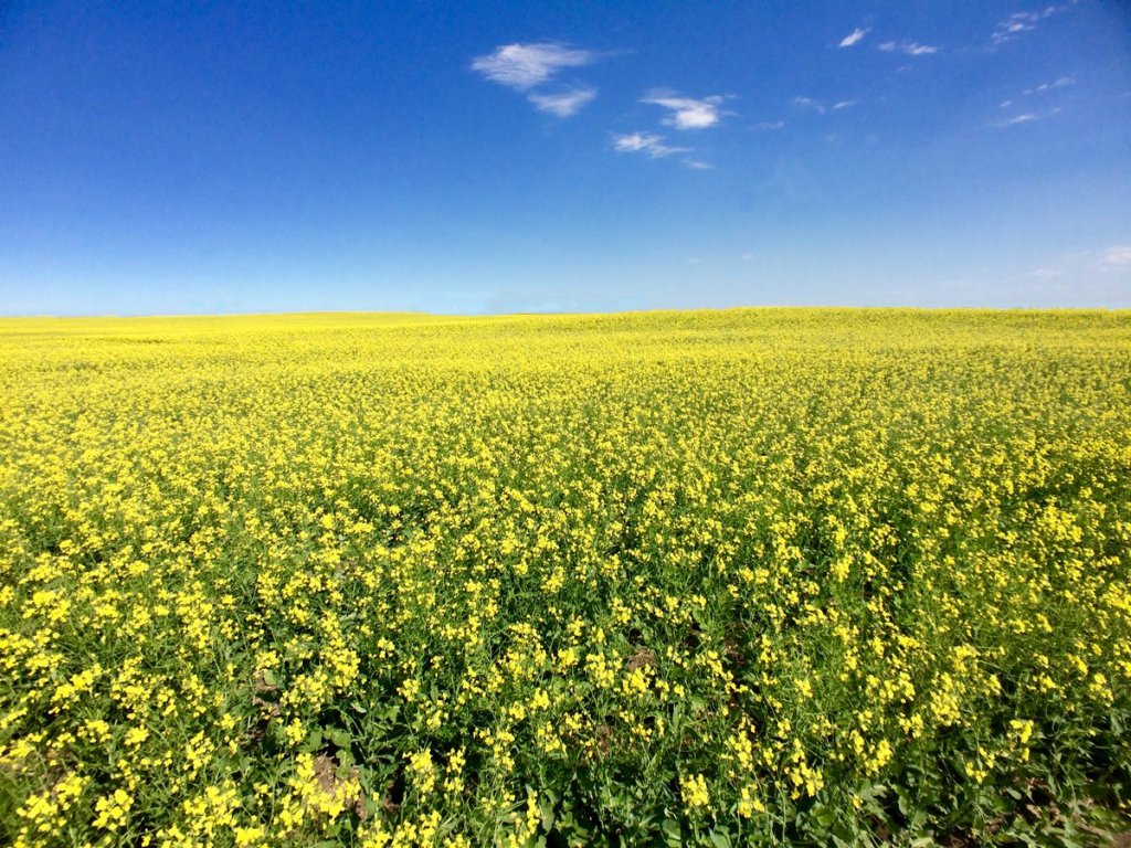 Mustard Seed - Mustard Flour - Mustard Mixes - MinnDak Ag