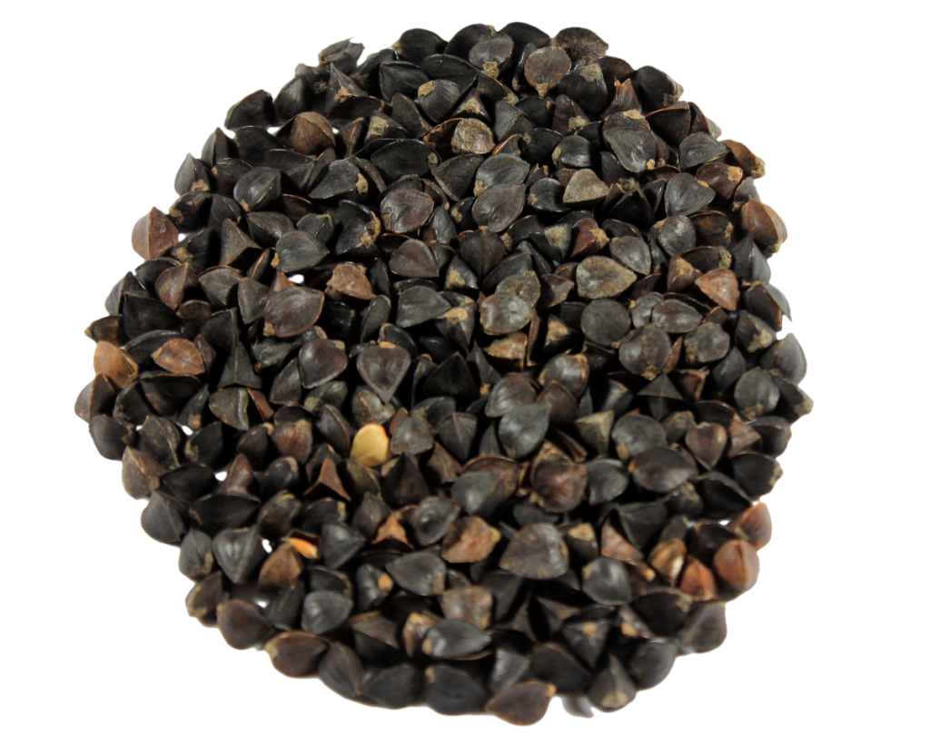 Buckwheat - Product and Crop Information - Minn-Dak Growers, Ltd.