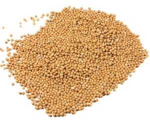 Mustard Seed - Mustard Flour - Mustard Mixes - Minn-Dak Growers, Ltd.